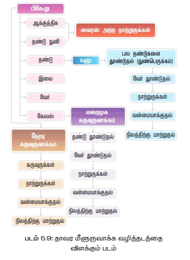Plant Regeneration Pathway plant-regeneration-pathway
