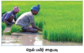 தமிழ்நாட்டின் முக்கிய பயிர்களின் பரவல் - தமிழ்நாடு – மானுடப் புவியியல் ...